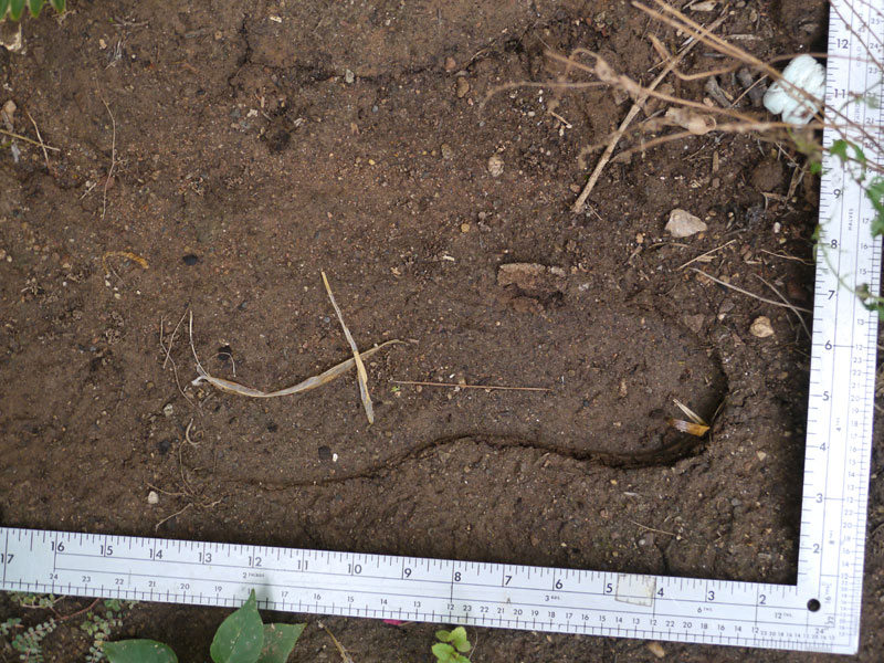 Footprint evidence collection